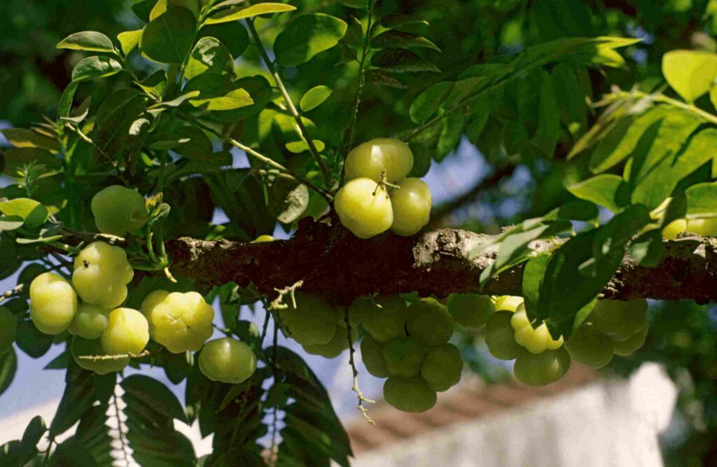 Nursery – Pragati Natural