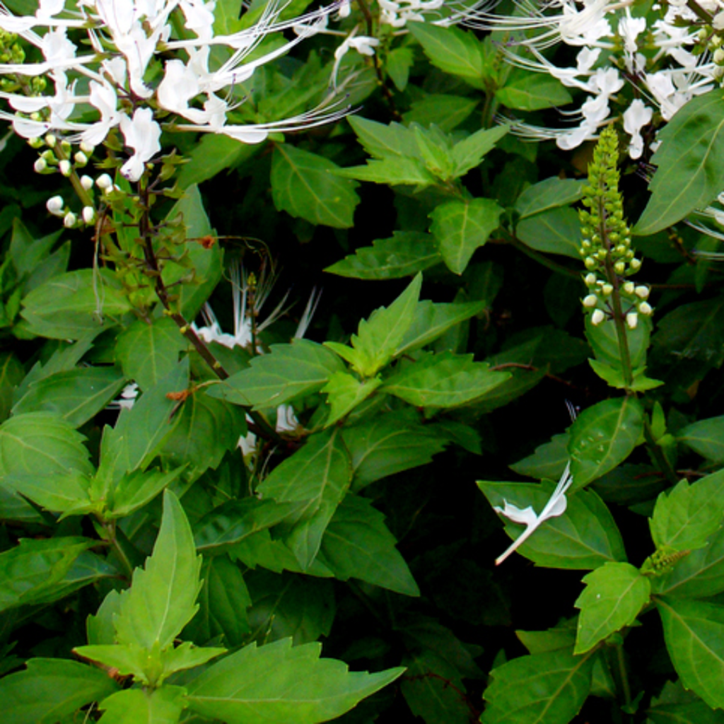 Edible Oils Archives - PRAGATI BIOPHARMA PVT LTD